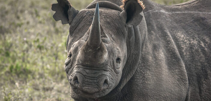 San Lie (ASN) over investeren in de zwarte neushoorn - The Asset